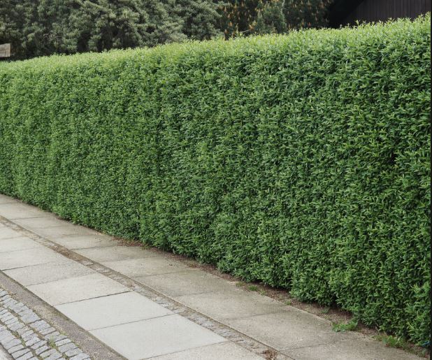 Liguster - Gode råd